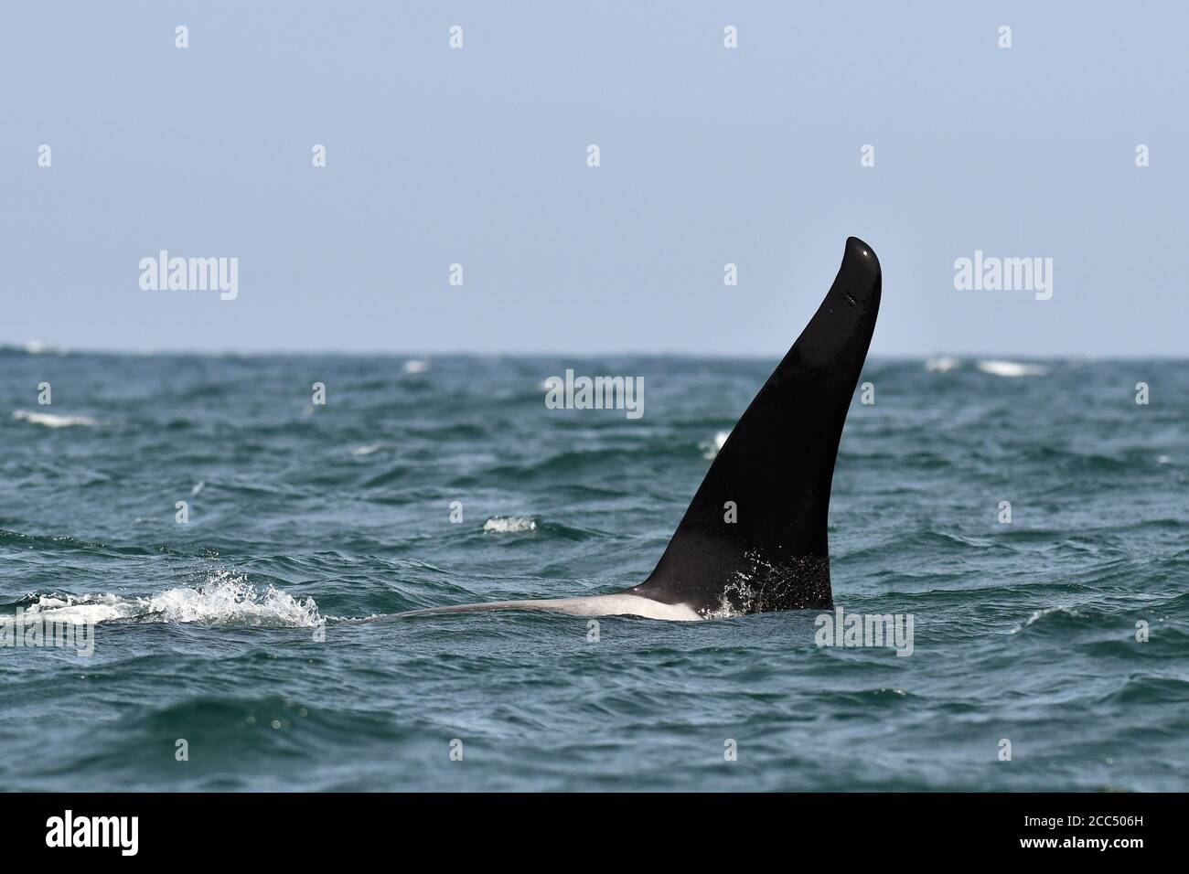 Killer whale dorsal fin hi-res stock photography and images - Alamy