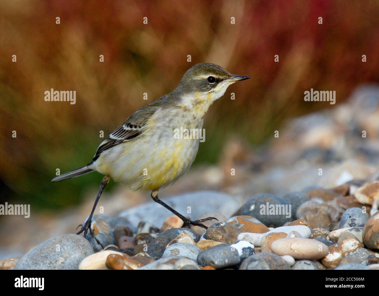 Eastern yellow wagtail motacilla tschutschensis hi-res stock ...