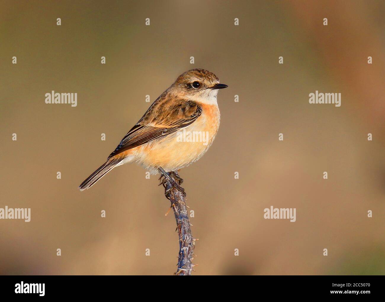 Stejnegers stonechat hi-res stock photography and images - Alamy