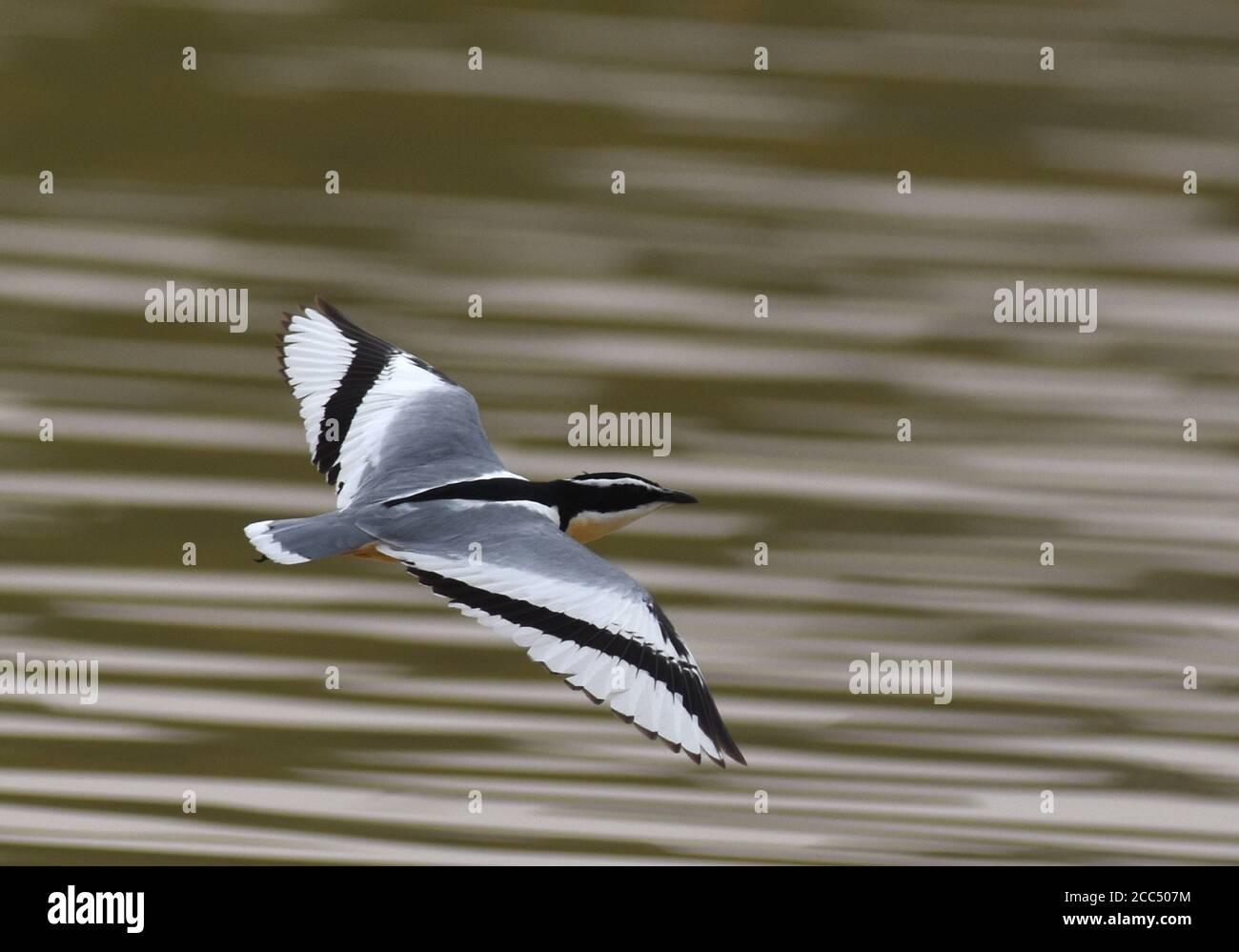 Egyptian plover (Pluvianus aegyptius), flying over river White Volta ...