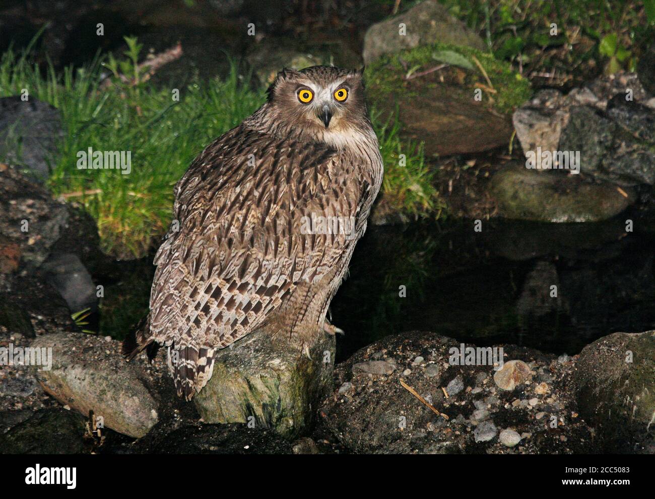 blakistons fish owl (Bubo blakistoni), sitting on the ground at night ...
