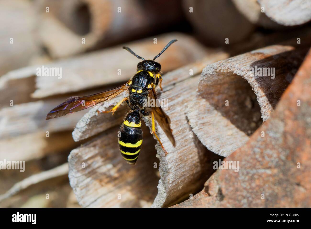 Potter wasp (Symmorphus murarius), female at the breeding tube, Germany ...
