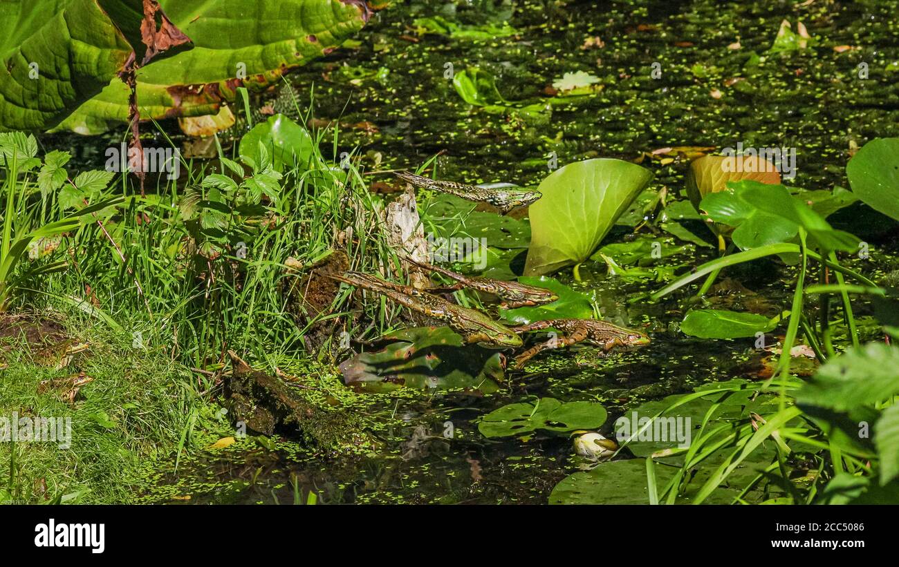 marsh frog, lake frog (Rana ridibunda, Pelophylax ridibundus), several ...
