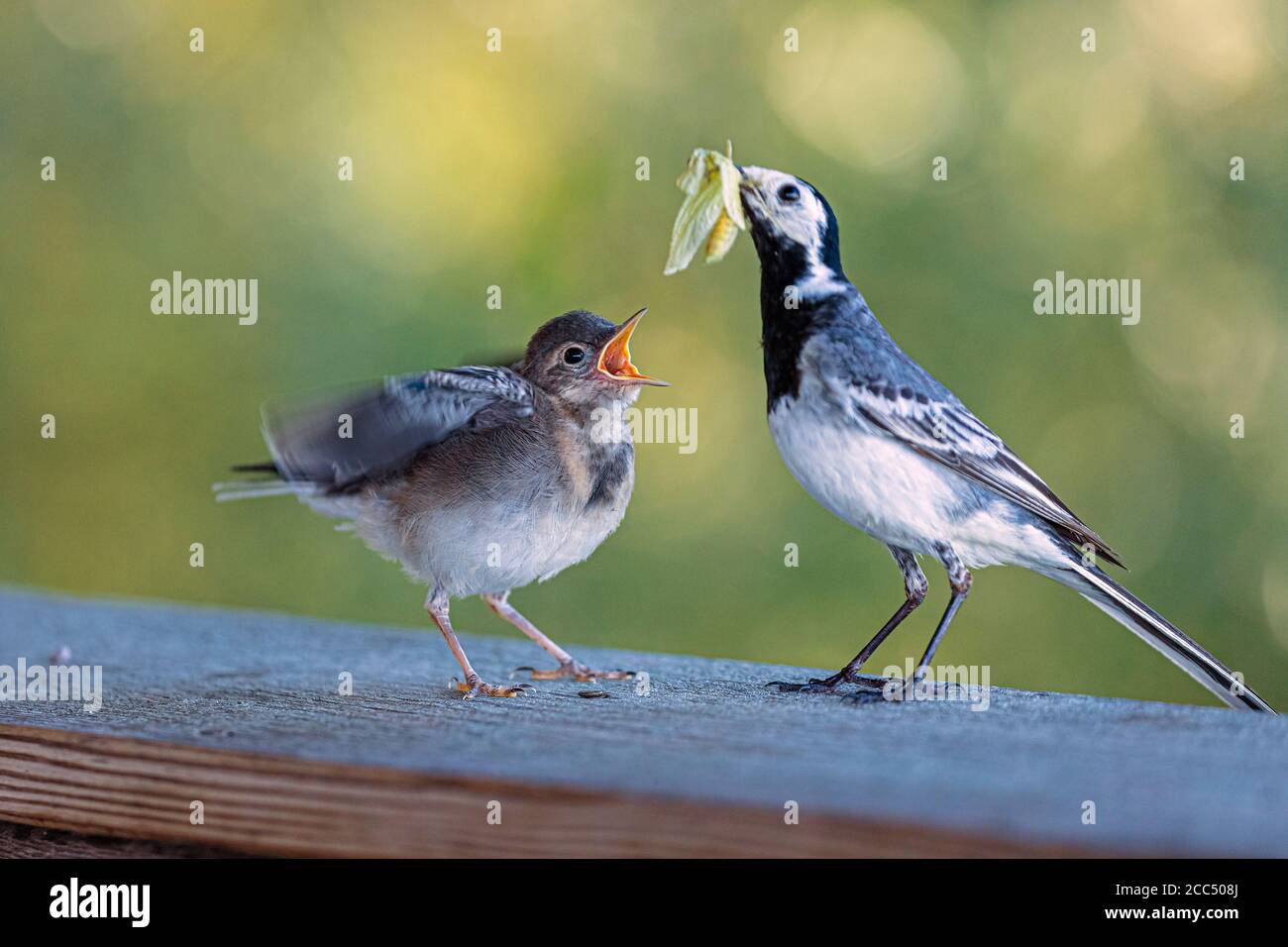 wagtail, white wagtail (Motacilla alba), feeding fledged juvenile with ...