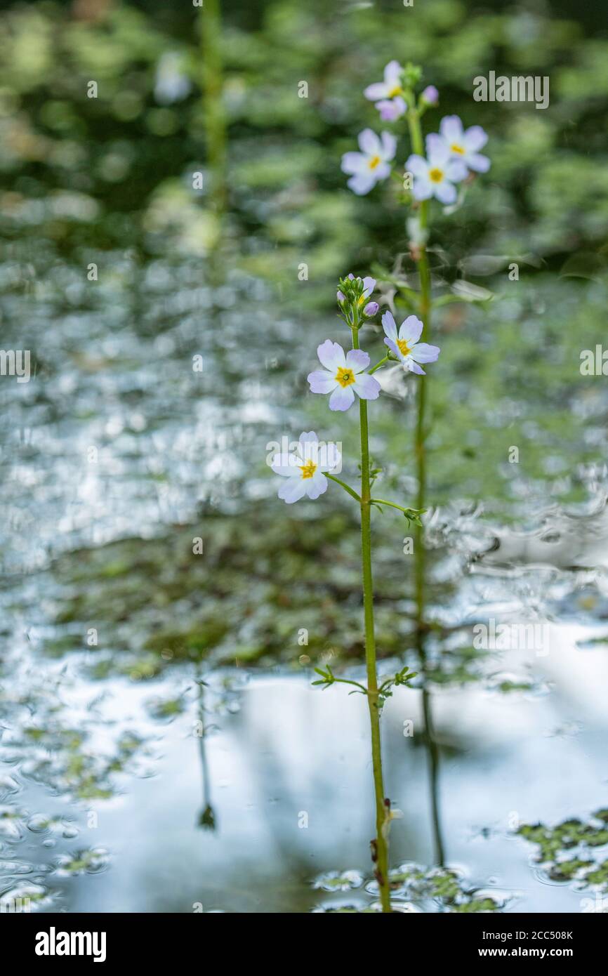 water-violet, water violet (Hottonia palustris), blooming, Germany ...
