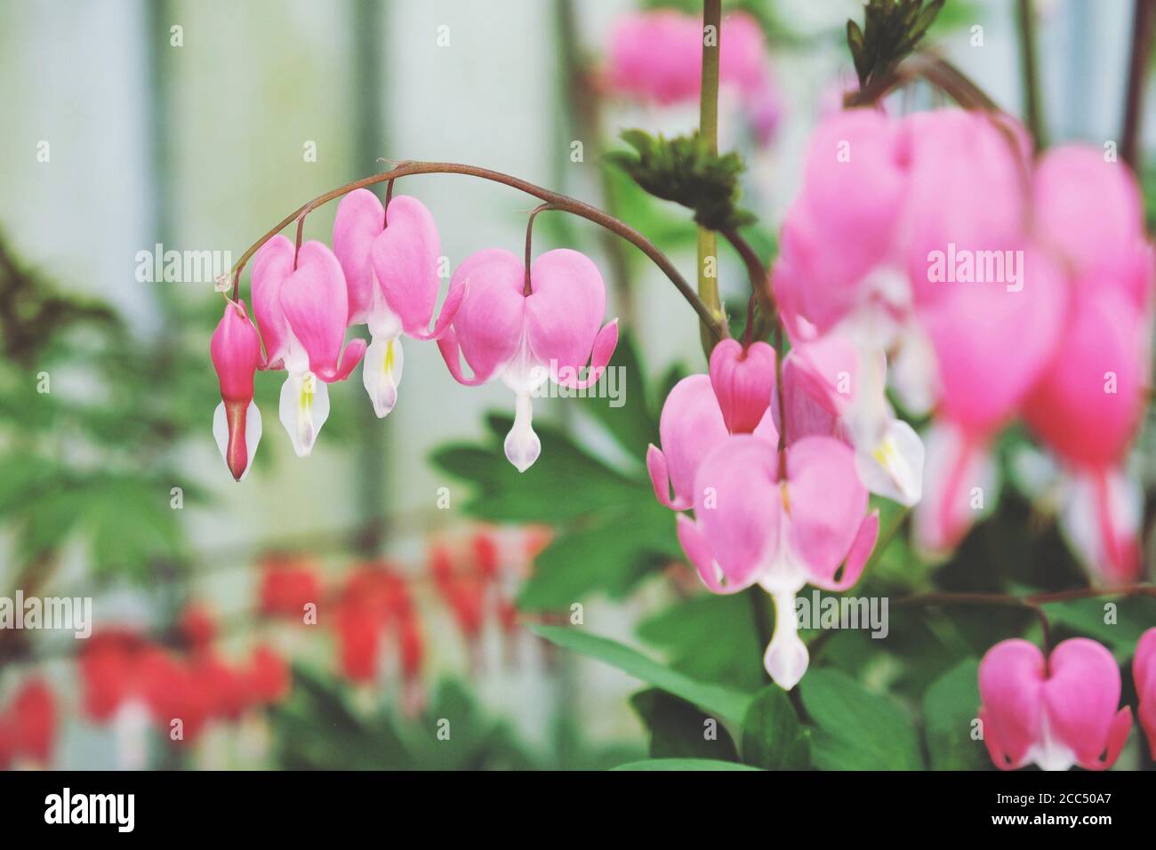 Lamprocapnos spectabilis, or Asian Bleeding Heart in flower Stock Photo ...