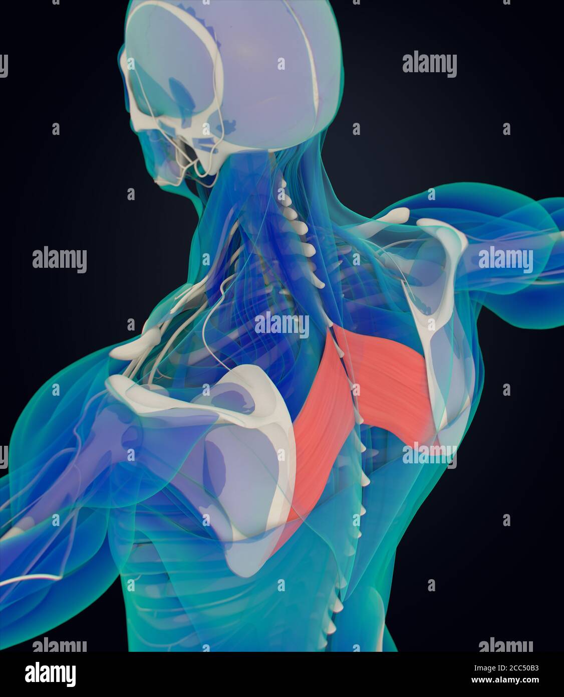 Rhomboid major muscle anatomy hi-res stock photography and images - Alamy