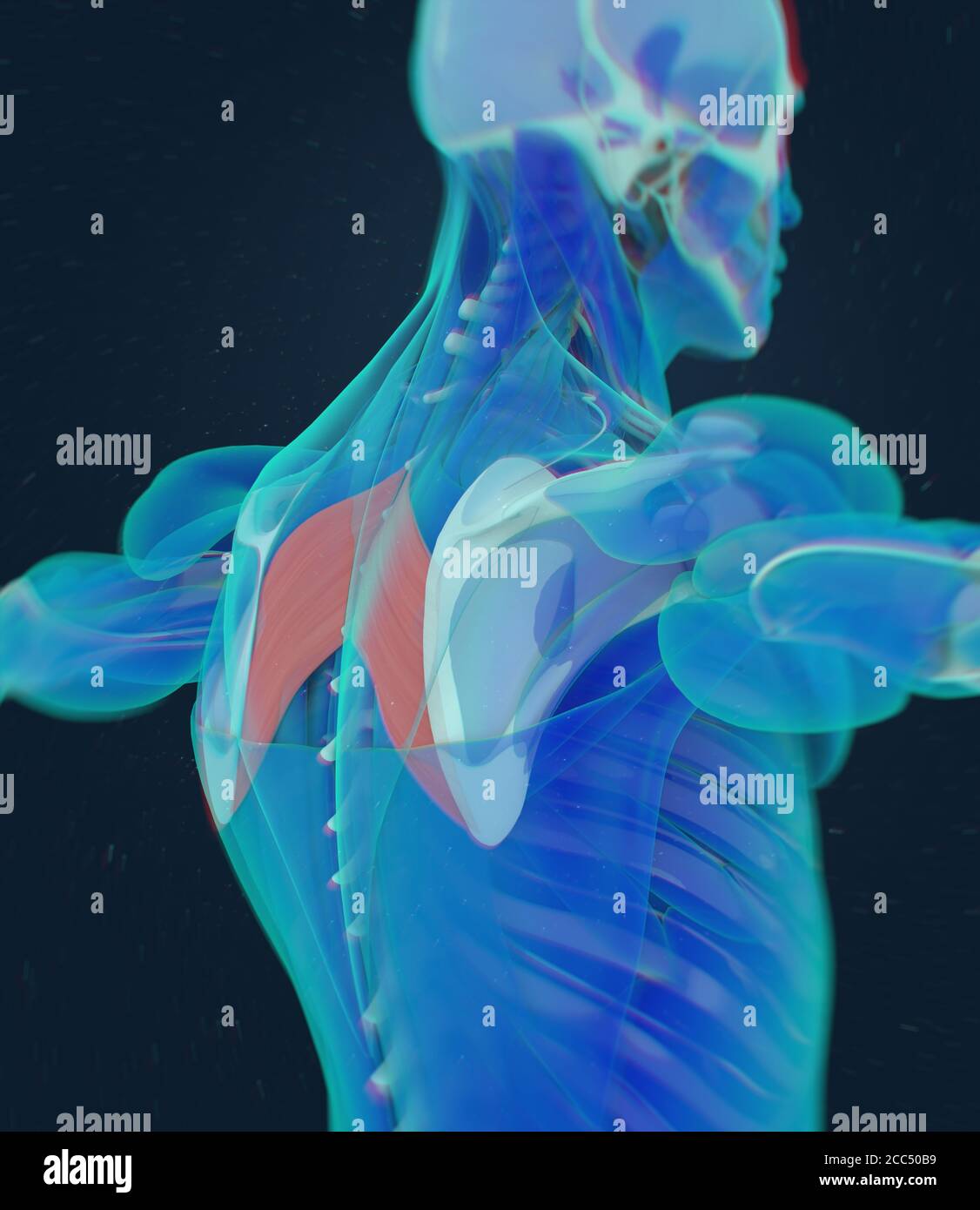 Anatomy illustration of Rhomboid Major.Human muscle body xray scan. 3D ...