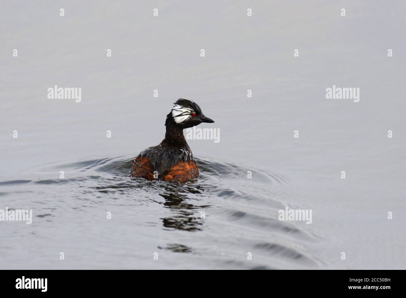 Lake junin peru hi-res stock photography and images - Alamy