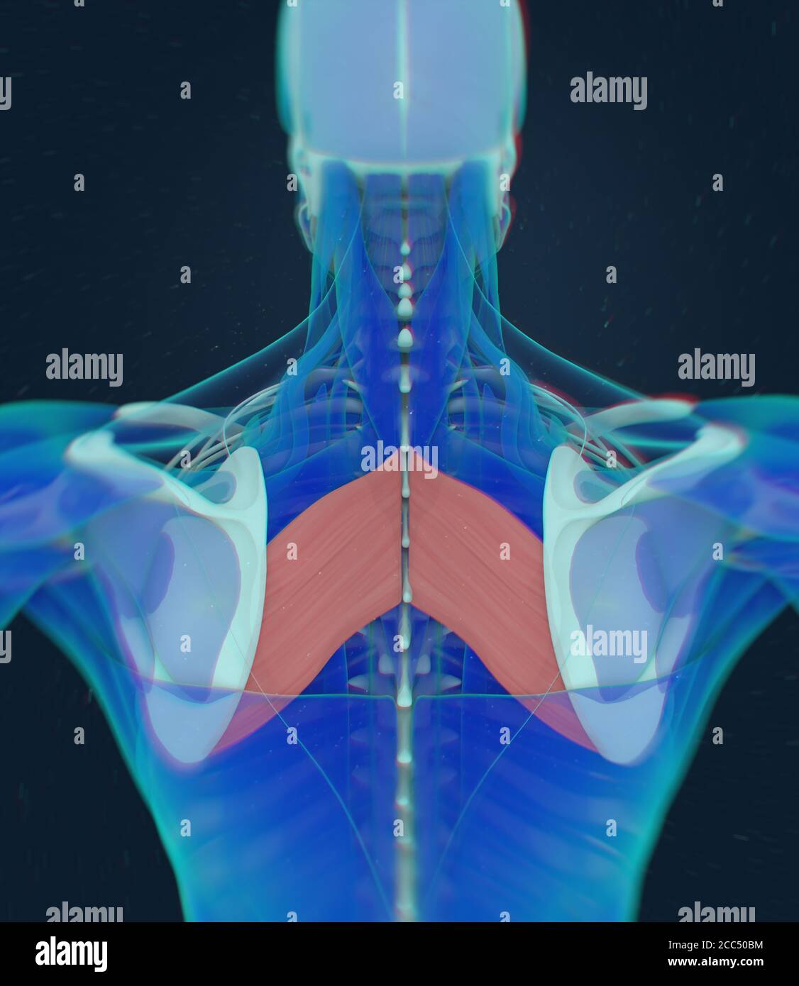 Anatomy illustration of Rhomboid Major.Human muscle body xray scan. 3D ...