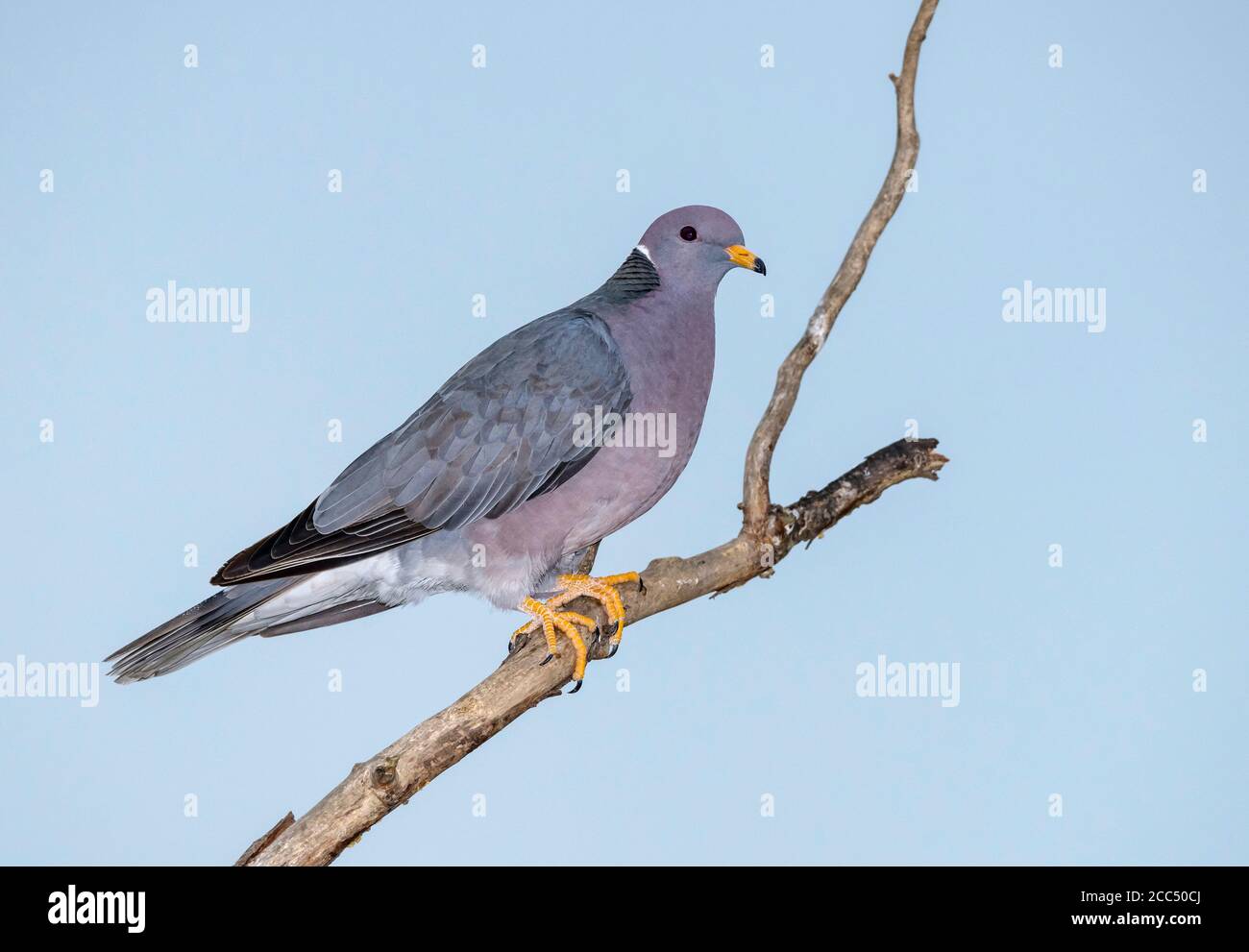 Band-tailed pigeon, Northern Band-tailed Pigeon (Patagioenas fasciata ...