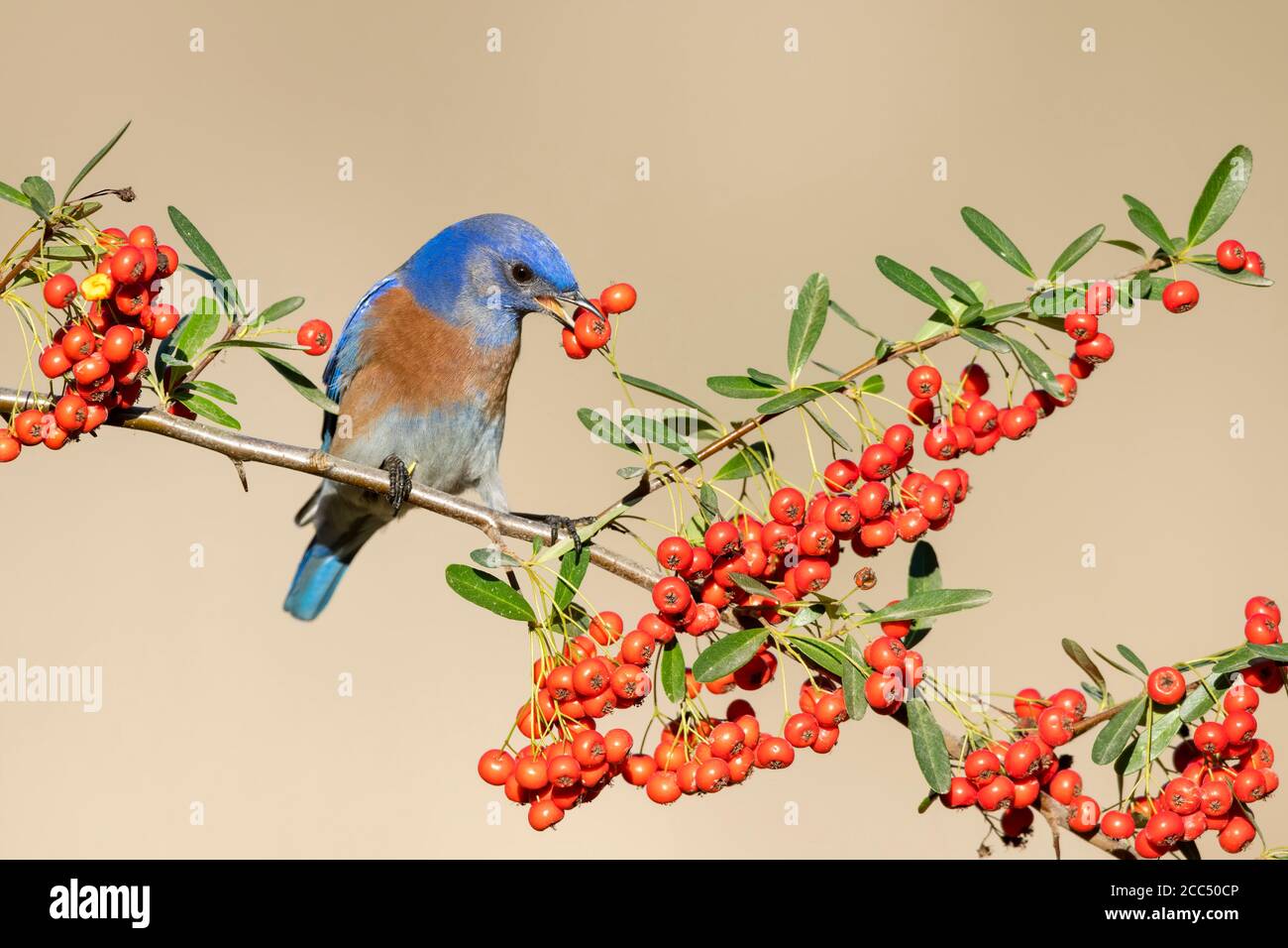 American bluebirds hi-res stock photography and images - Alamy