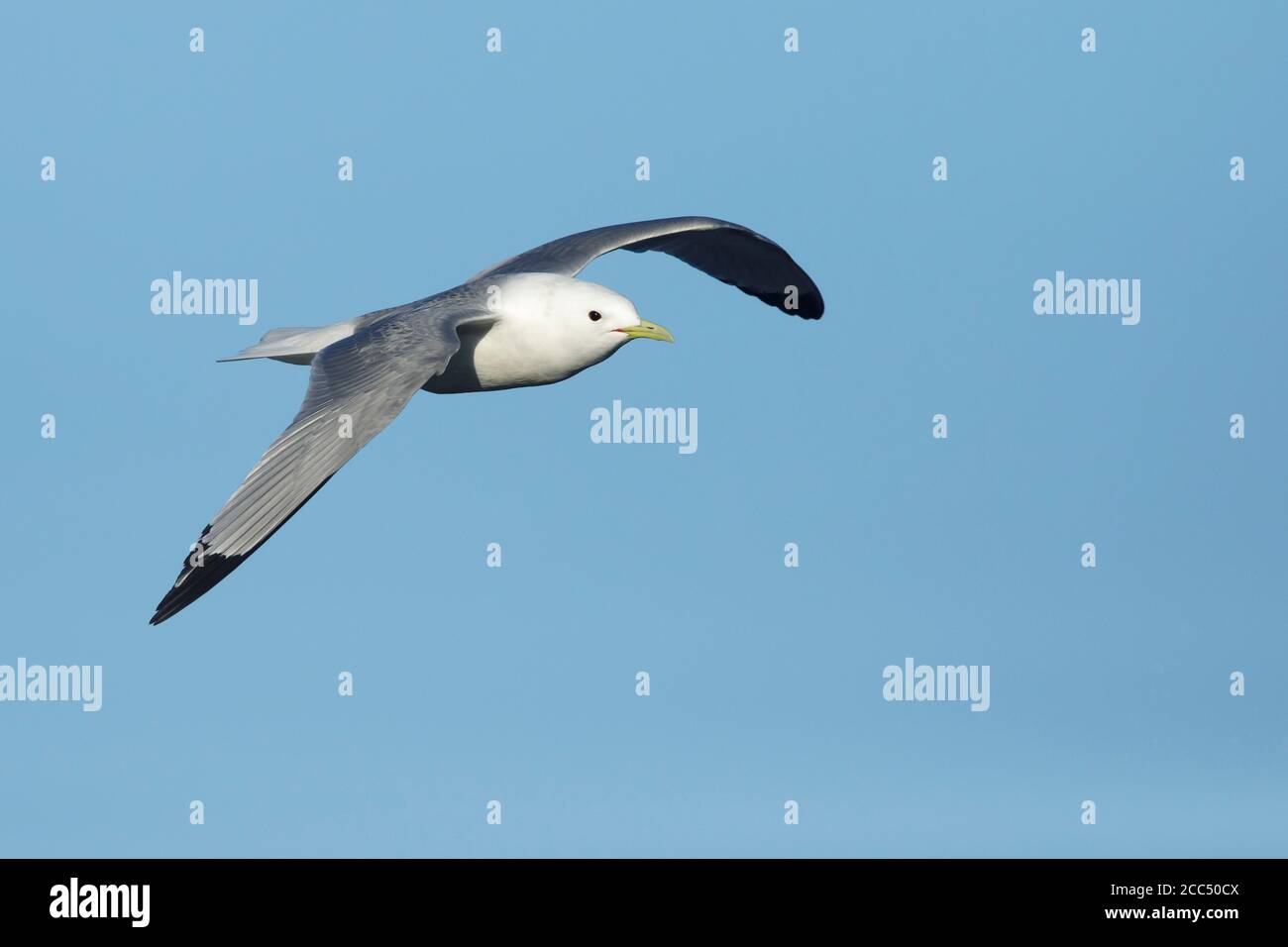 Bering sea animals hi-res stock photography and images - Alamy