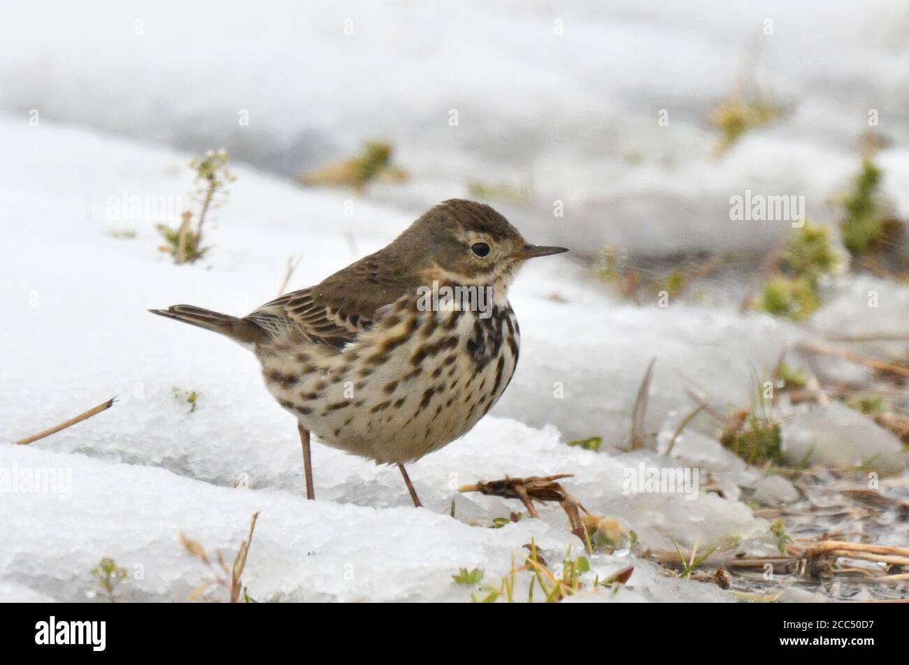 Asian Buff-bellied Pipit, Siberian Buff-bellied Pipit (Anthus rubescens ...
