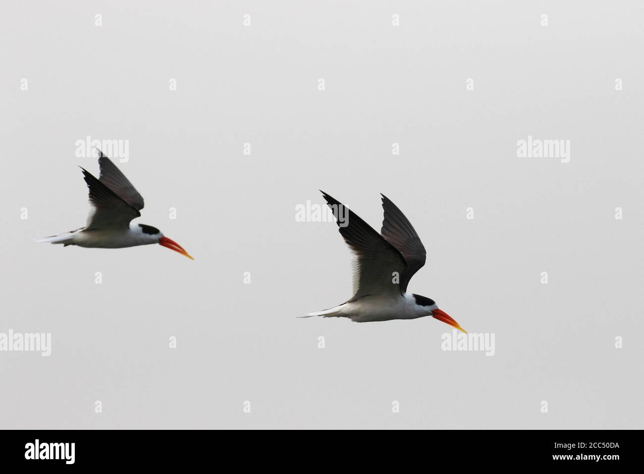 Indian skimmer (Rynchops albicollis), two adults flying, India Stock ...