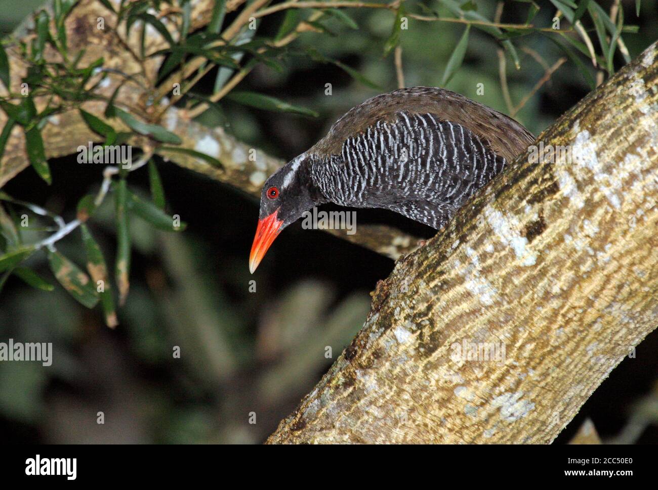 Okinawa rail, Yanbaru kuina (Rallus okinawae, Gallirallus okinawae ...