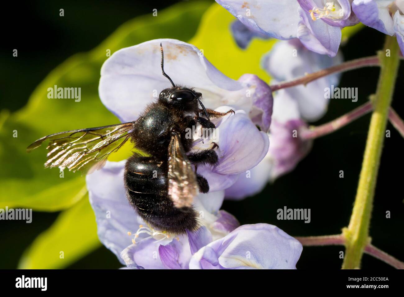 Violet carpenter bee (Xylocopa violacea), male visiting Wisteria ...