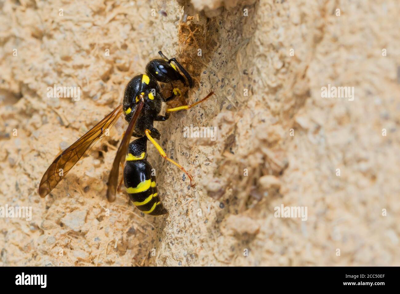 Potter wasp (Symmorphus murarius), female, Germany Stock Photo - Alamy