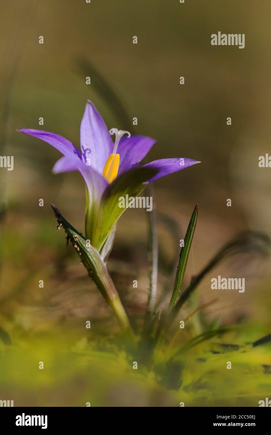 romulea (Romulea bulbocodium, Ixia bulbocodium), flower, Spain ...