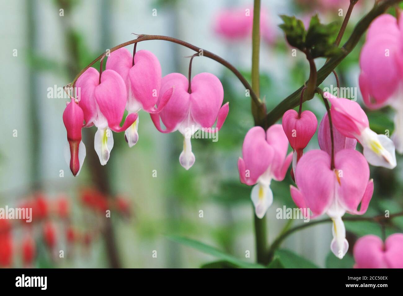 Lamprocapnos spectabilis, or Asian Bleeding Heart in flower Stock Photo ...