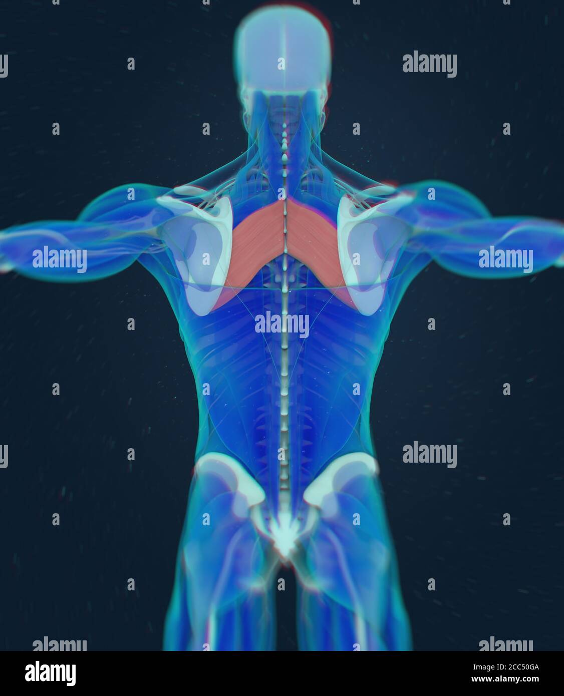 Anatomy illustration of Rhomboid Major.Human muscle body xray scan. 3D ...