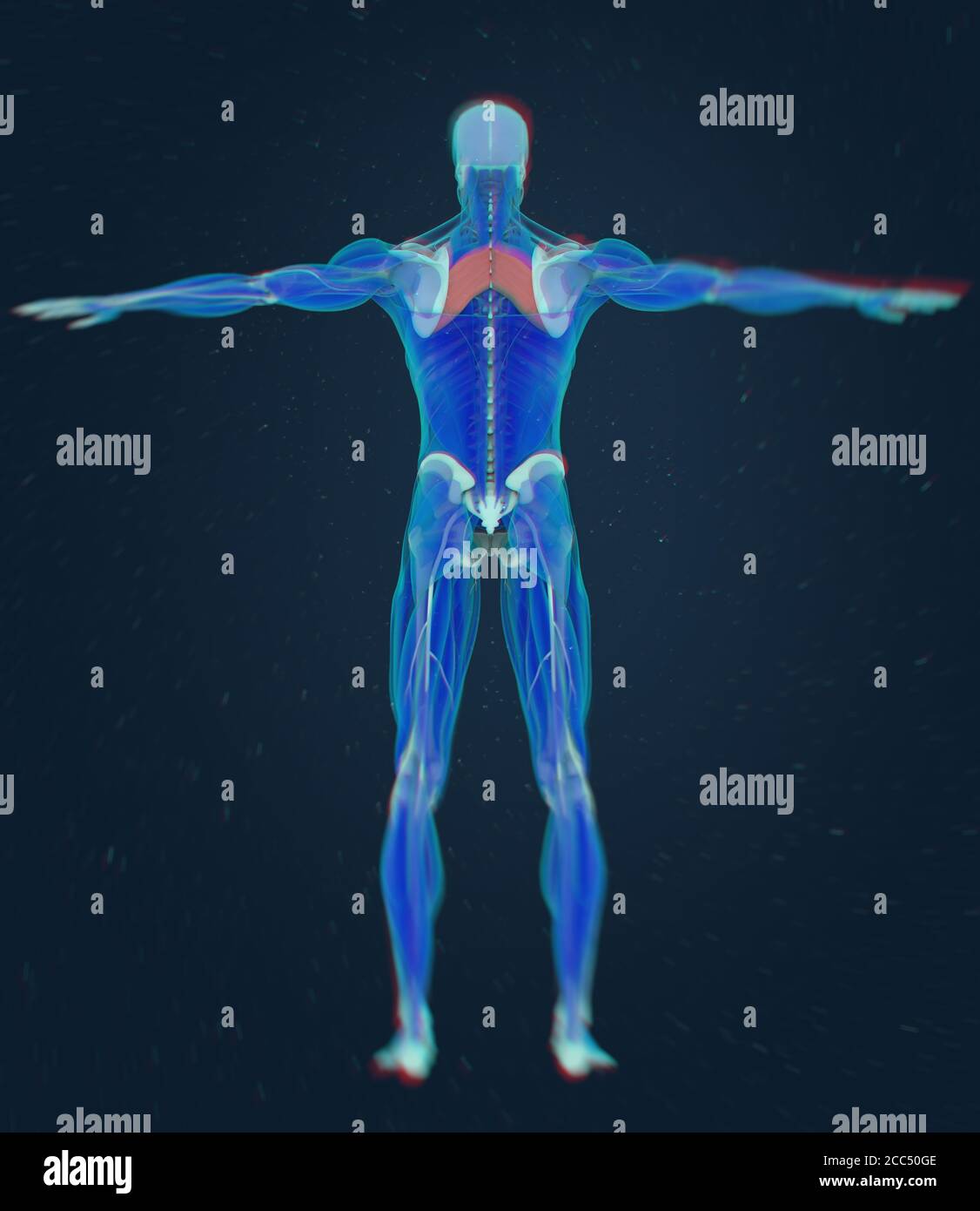 Body scan gym hi-res stock photography and images - Alamy