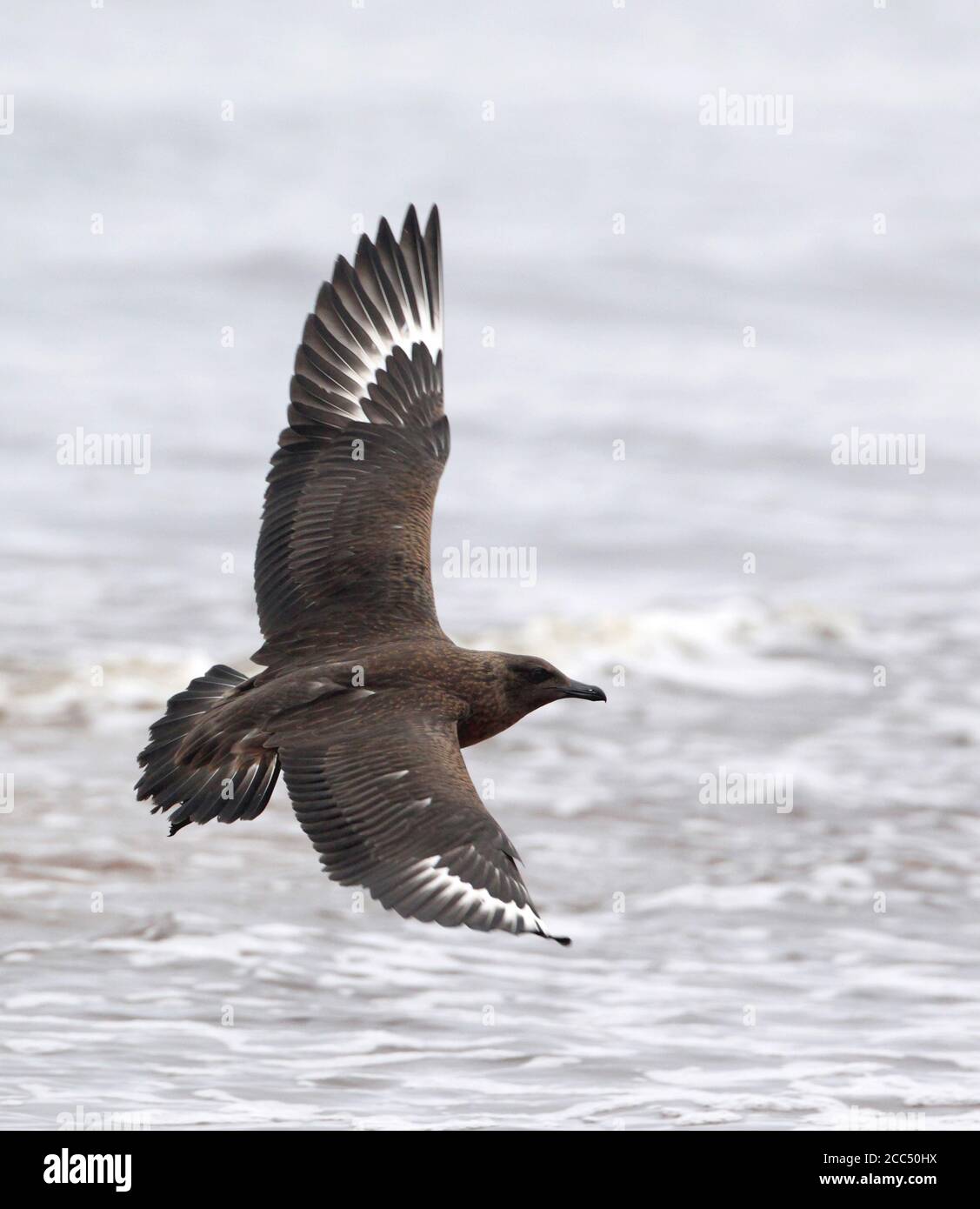 Great skua (Stercorarius skua, Catharacta skua), First-winter dark ...
