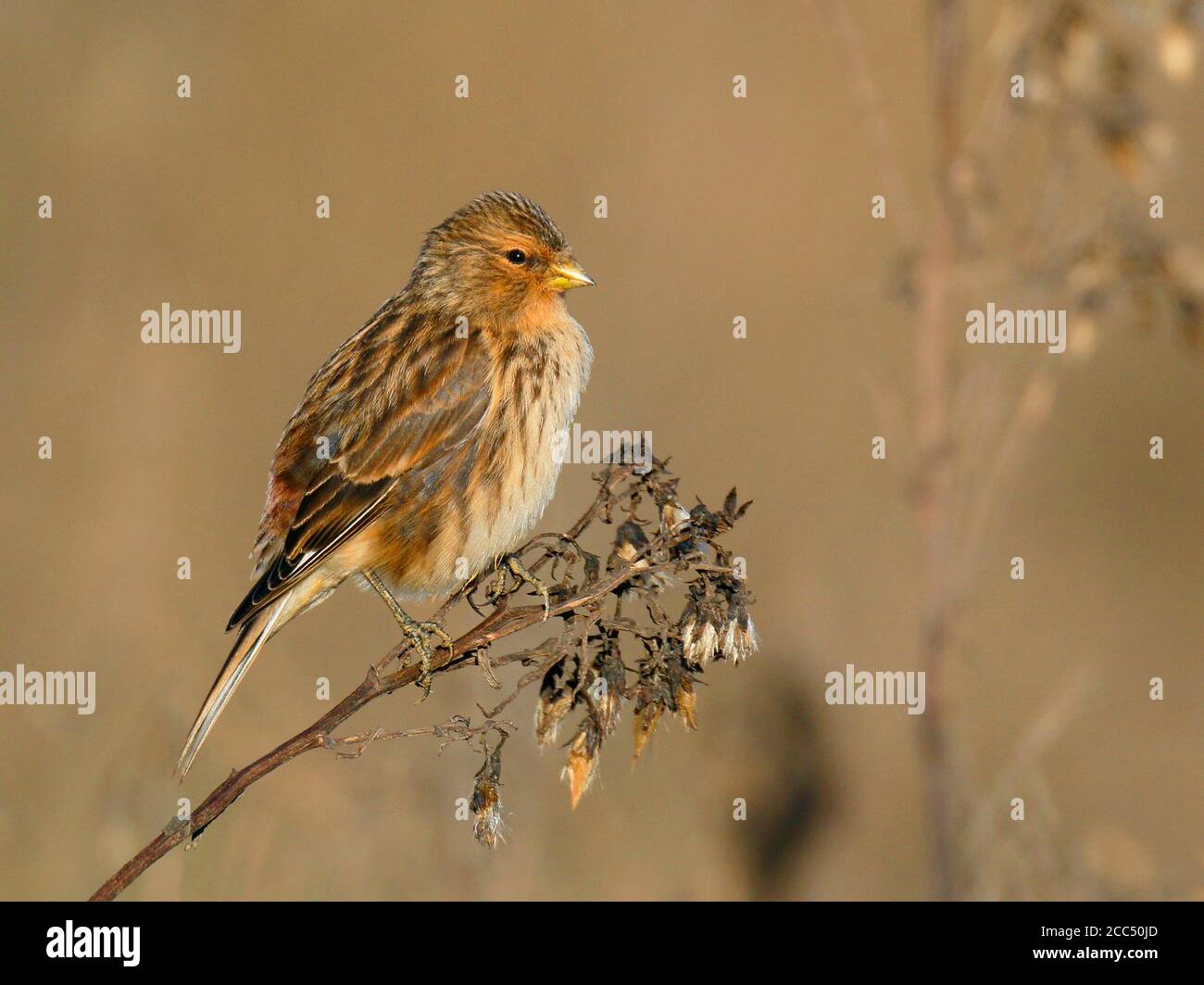 British finches hi-res stock photography and images - Alamy