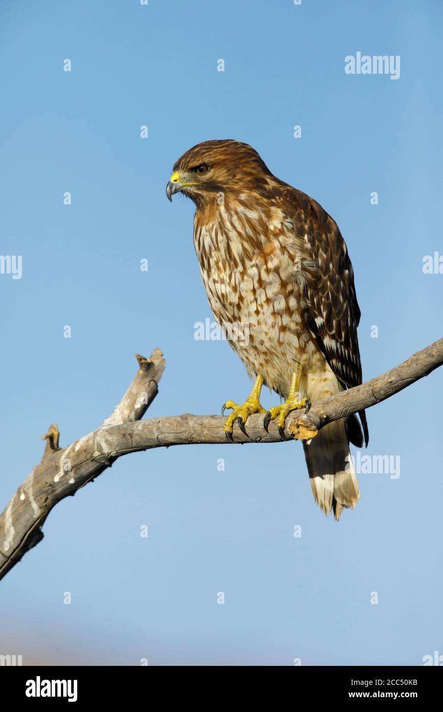 North american red shouldered hawk hi-res stock photography and images ...
