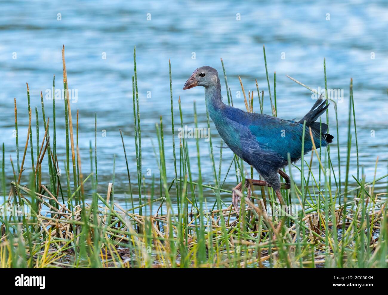 Grey-headed Swamphen (Porphyrio poliocephalus), Immature walking in ...