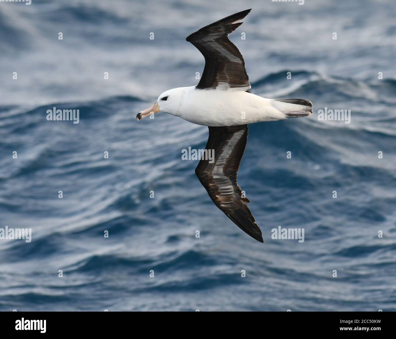 Black-browed albatross (Thalassarche melanophris, Diomedea melanophris ...