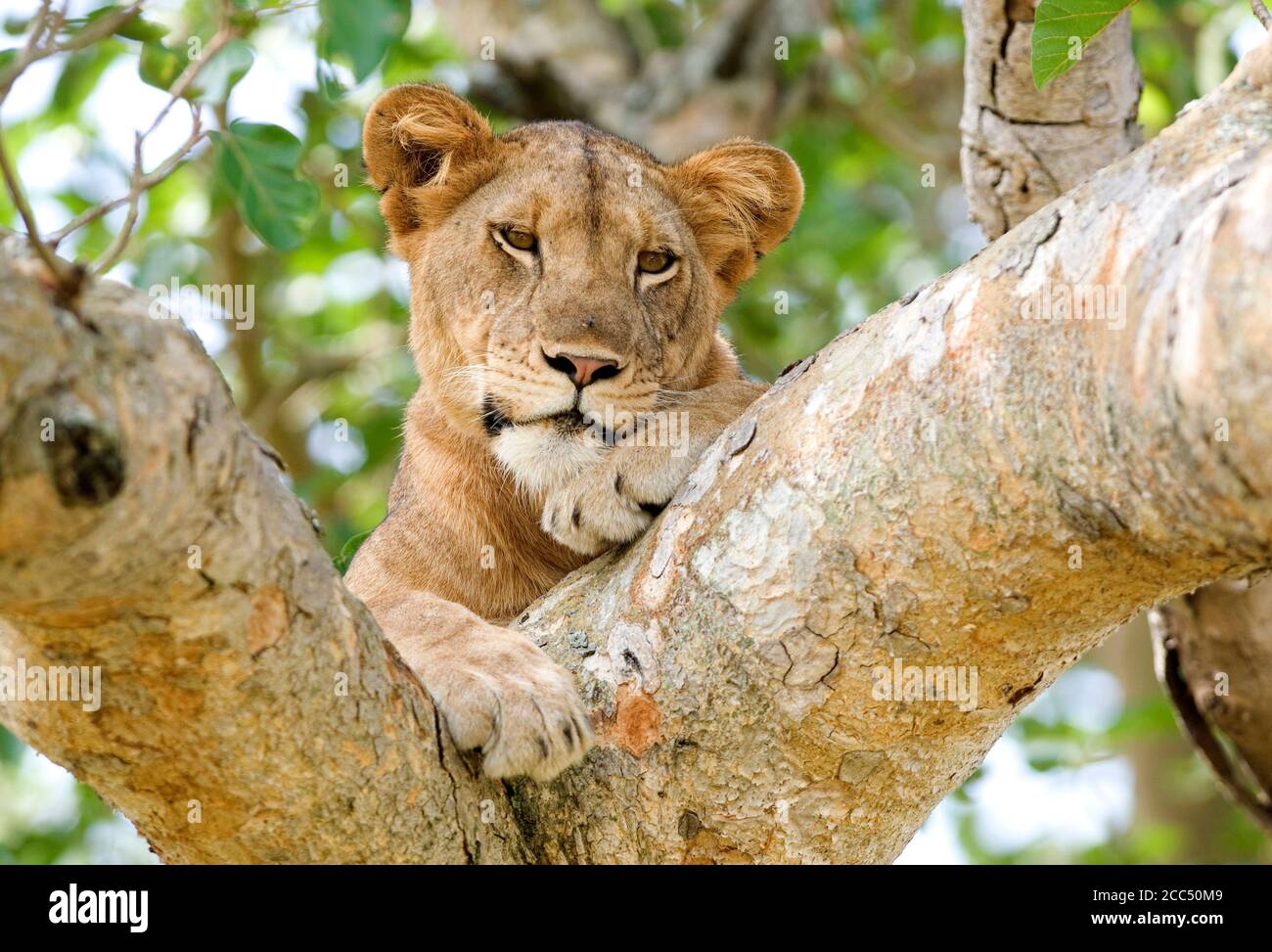 lion (Panthera leo), Lioness resting in a tree, front view, Uganda ...