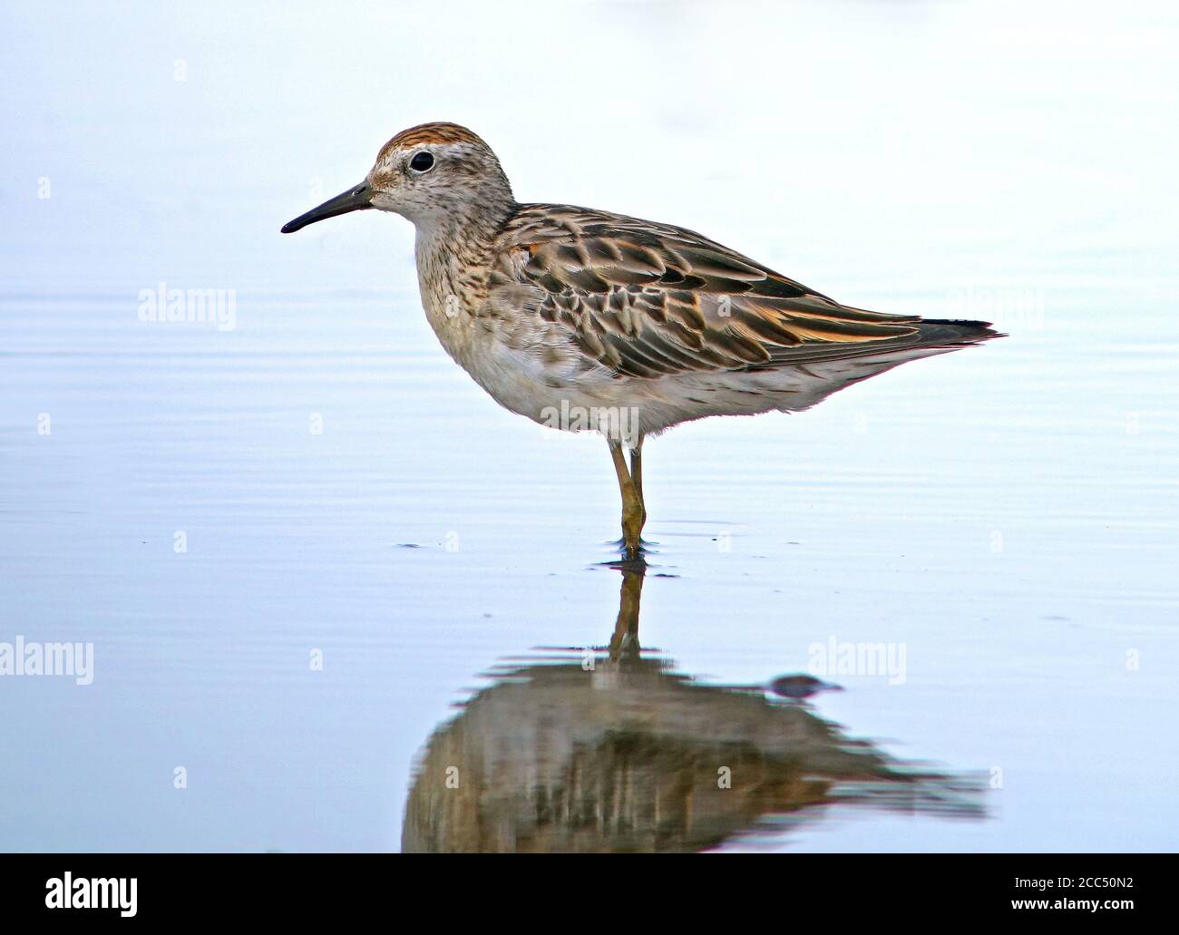 sharp-tailed sandpiper (Calidris acuminata), standin shallow water ...
