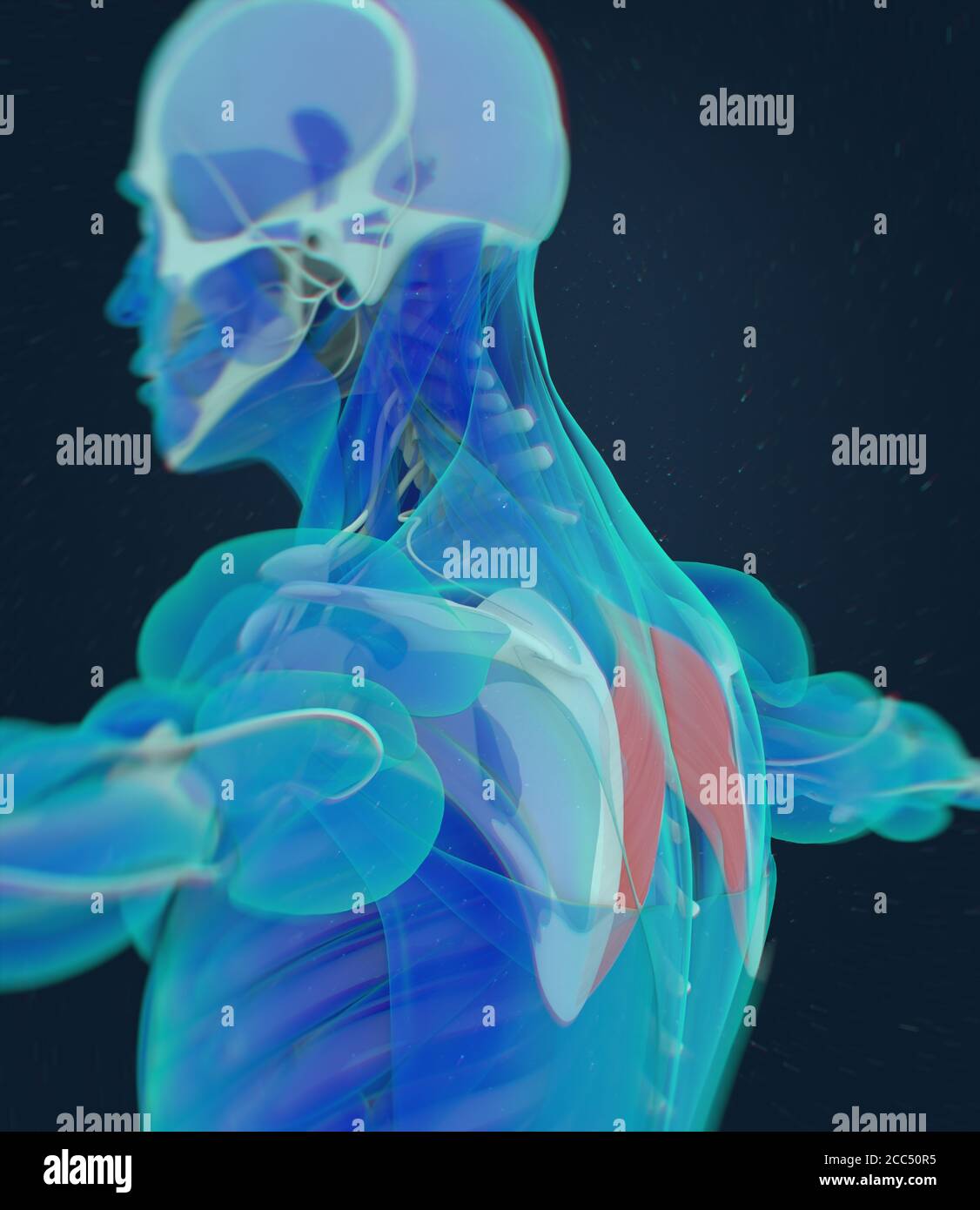Anatomy illustration of Rhomboid Major.Human muscle body xray scan. 3D ...