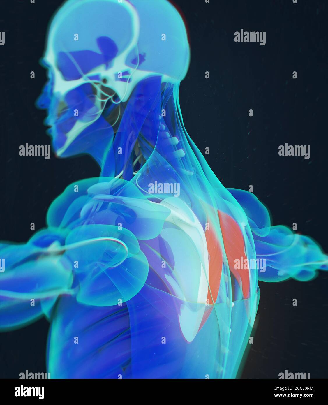 Body scan gym hi-res stock photography and images - Alamy