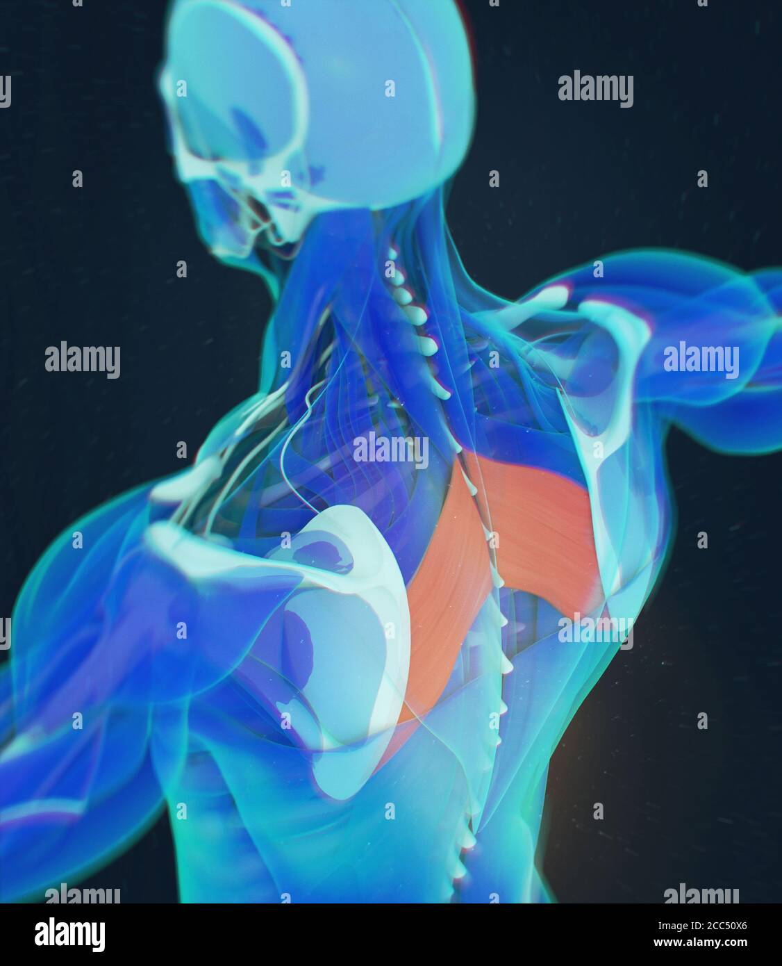 Anatomy illustration of Rhomboid Major.Human muscle body xray scan. 3D ...