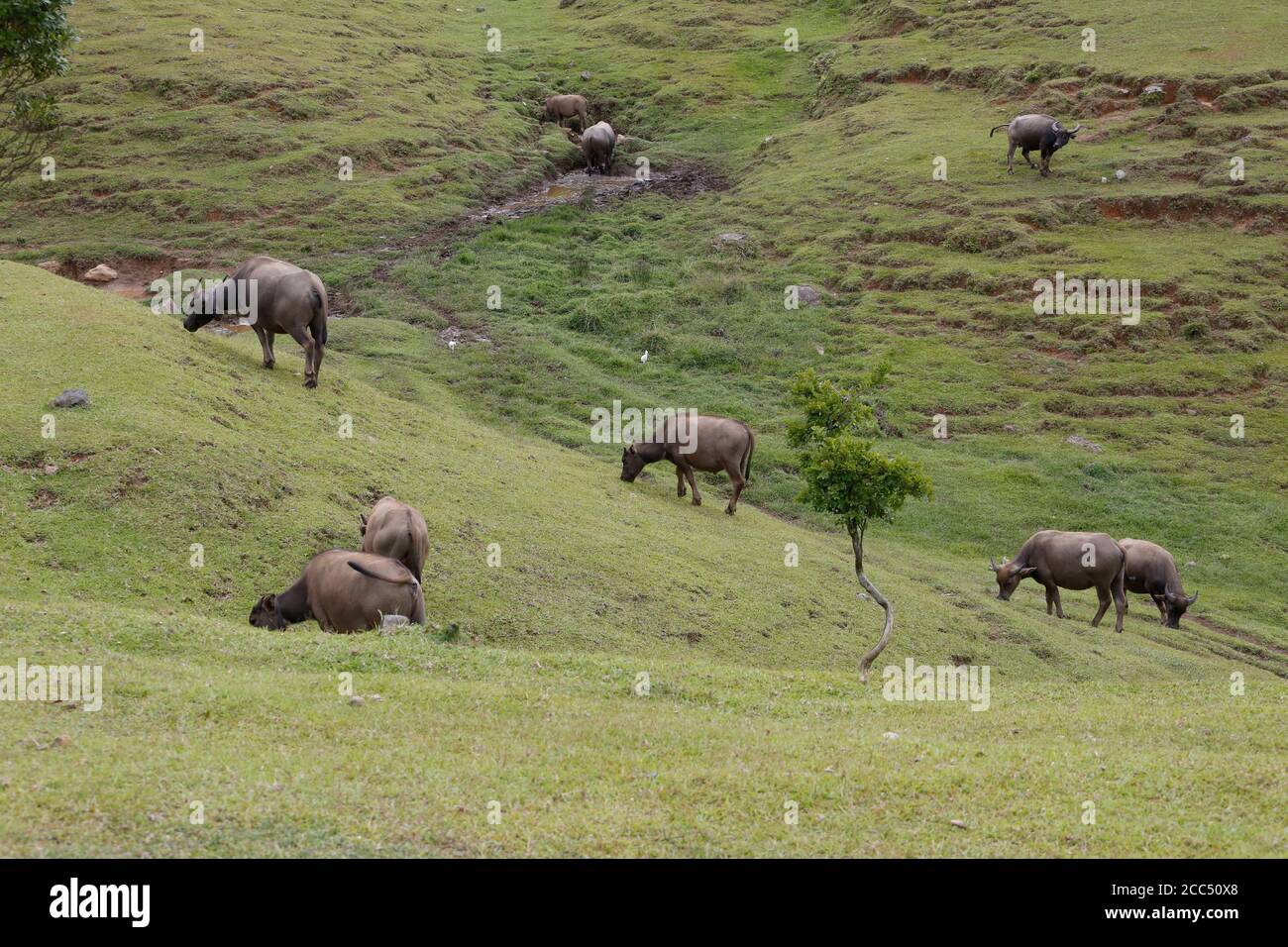 Cows taiwan hi-res stock photography and images - Alamy