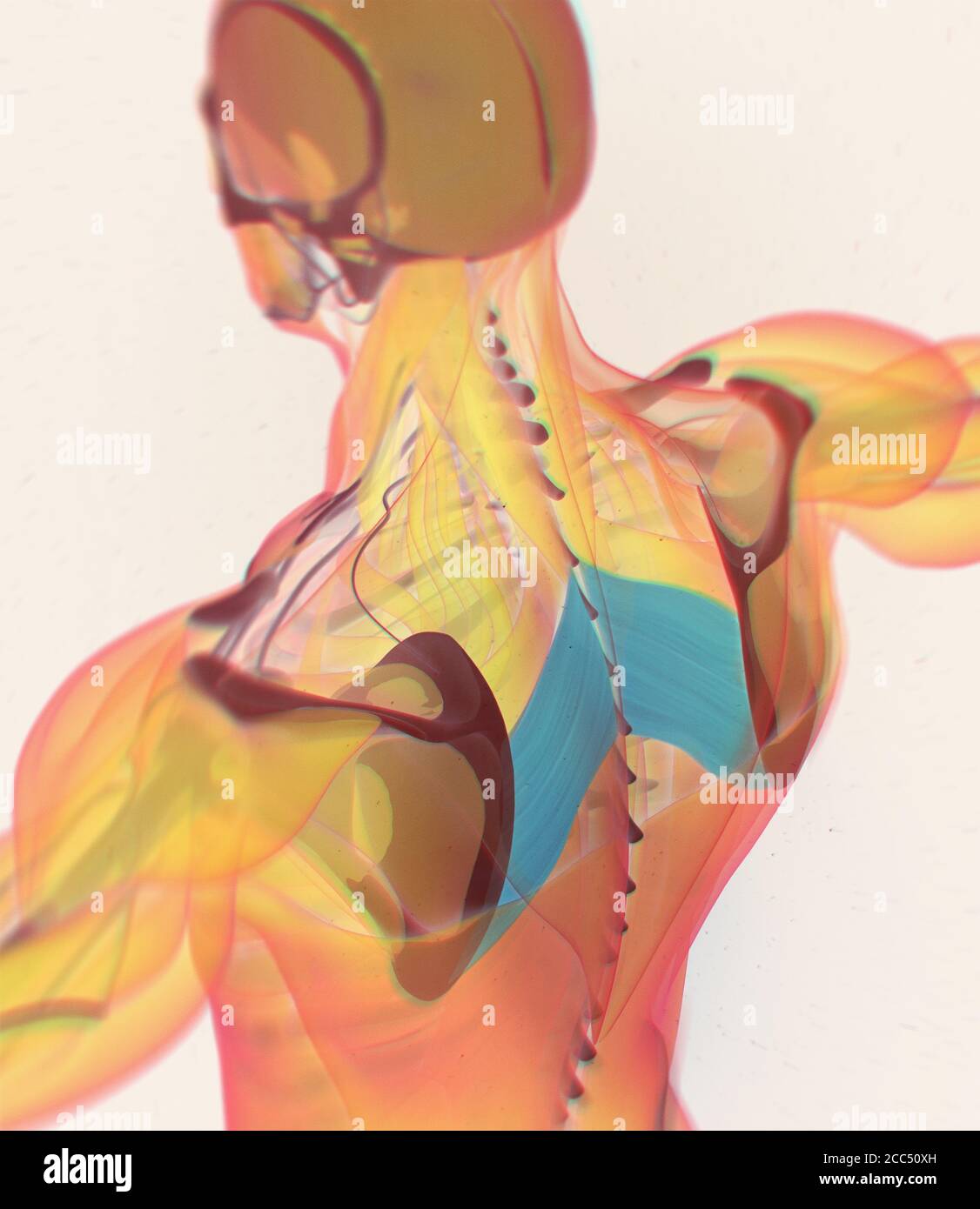 Anatomy illustration of Rhomboid Major.Human muscle body xray scan. 3D ...