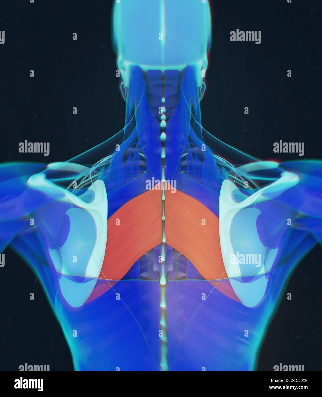 Rhomboid muscles hi-res stock photography and images - Alamy