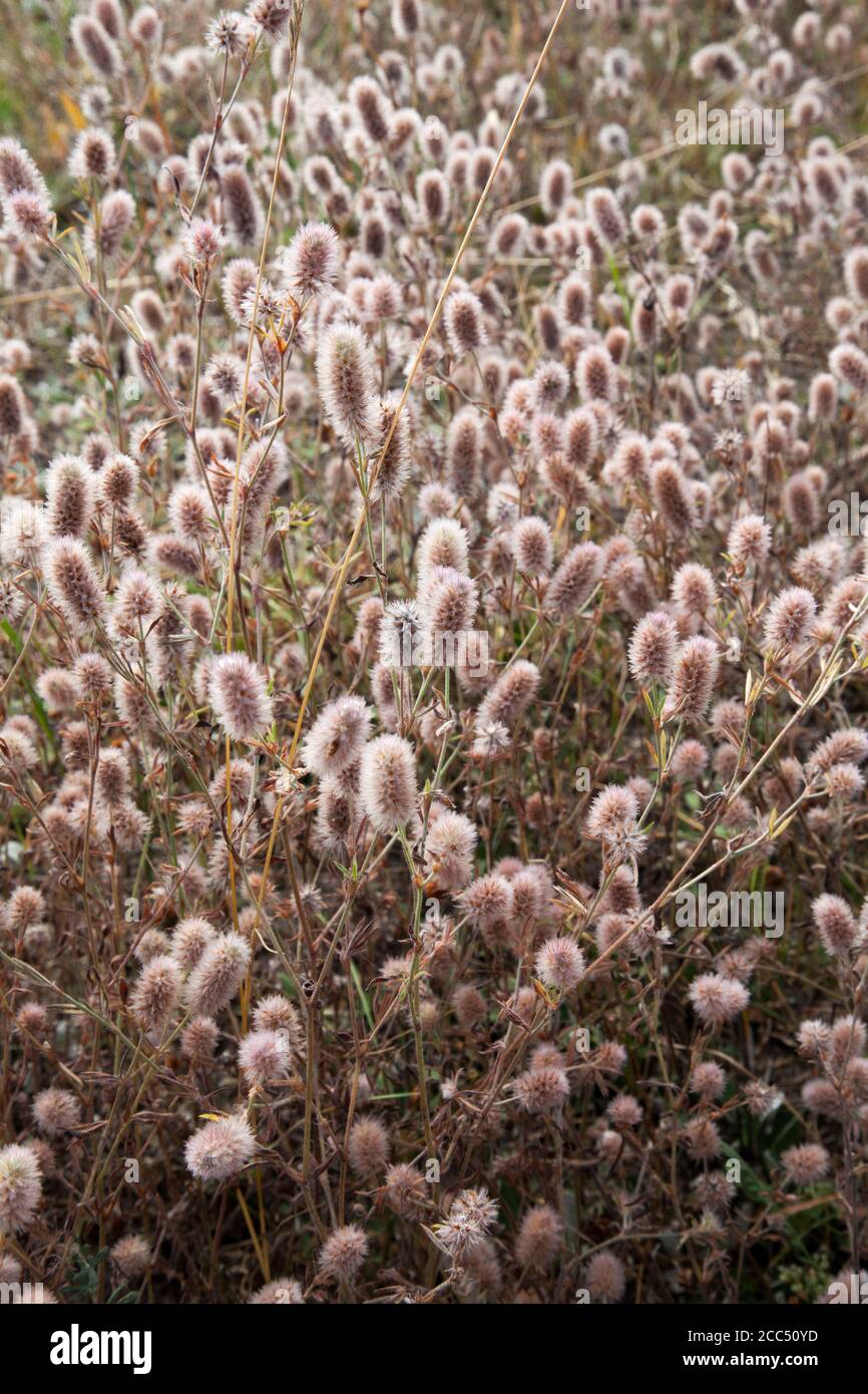 Polish Meadows plant Stock Photo - Alamy