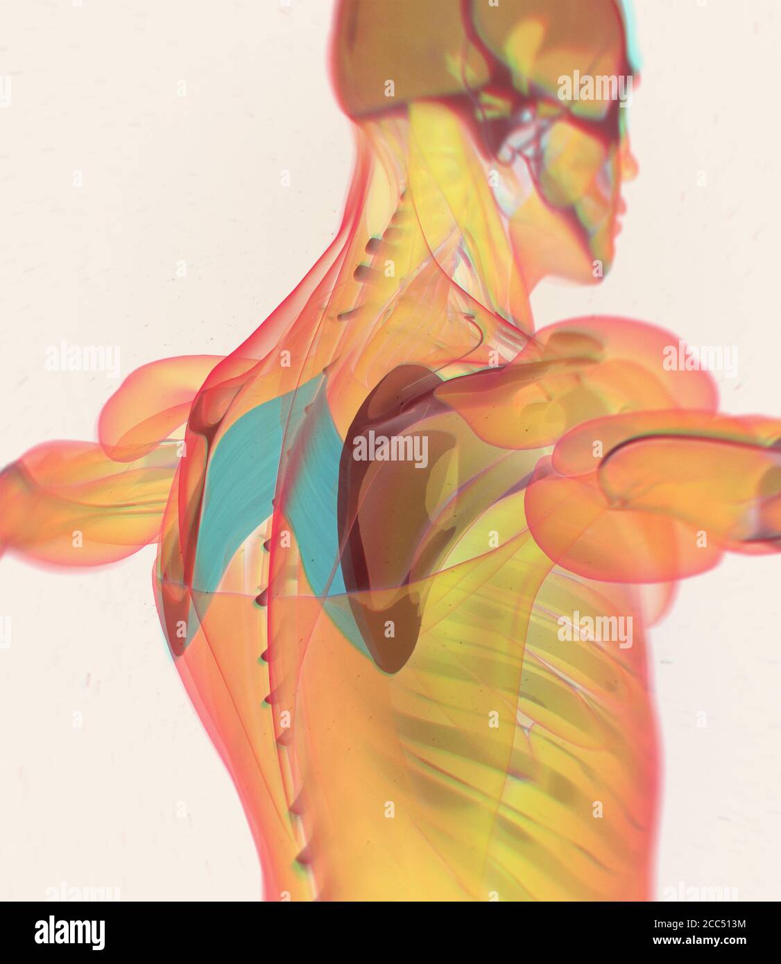 Anatomy illustration of Rhomboid Major.Human muscle body xray scan. 3D ...