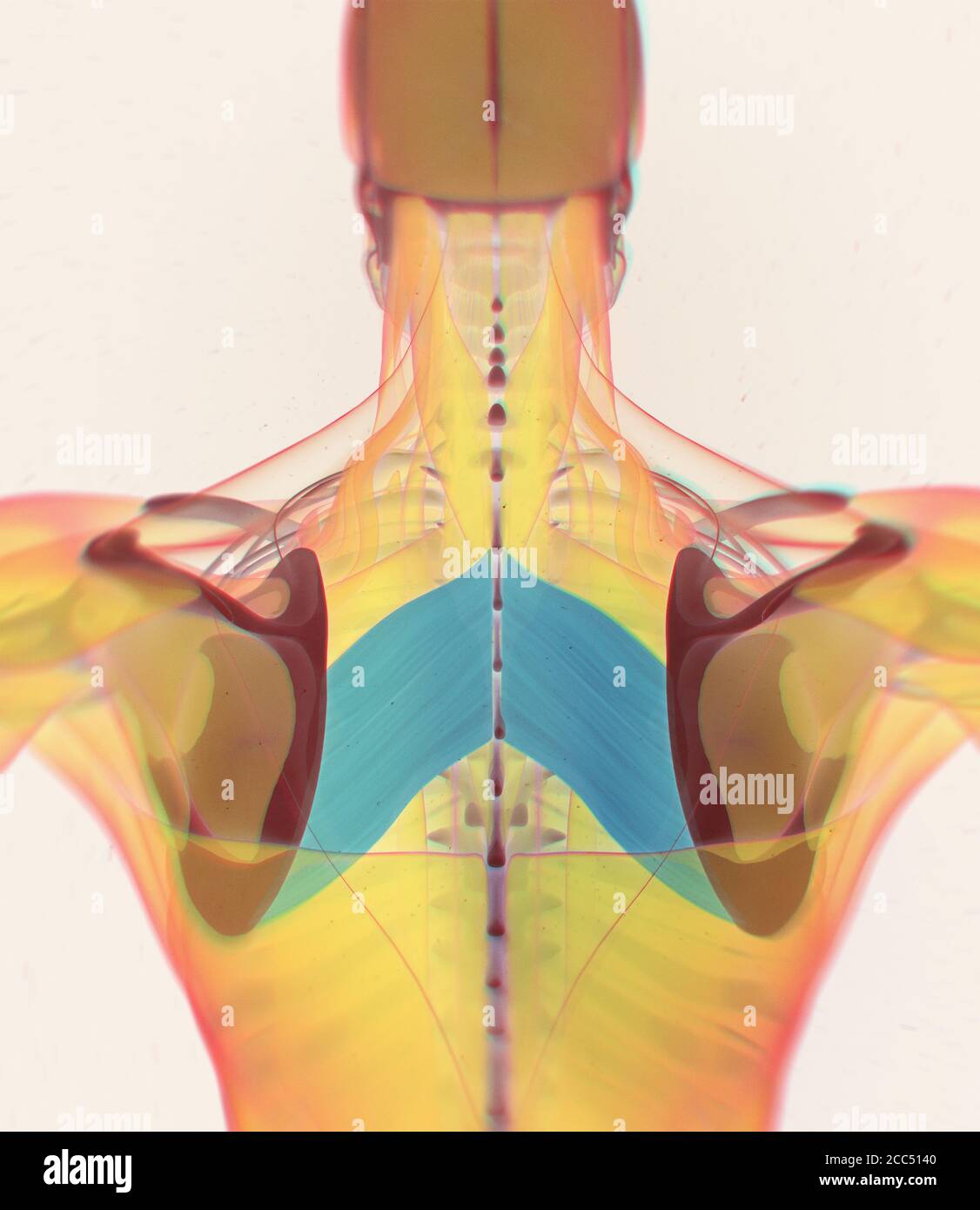 Rhomboid major muscle anatomy hi-res stock photography and images - Alamy