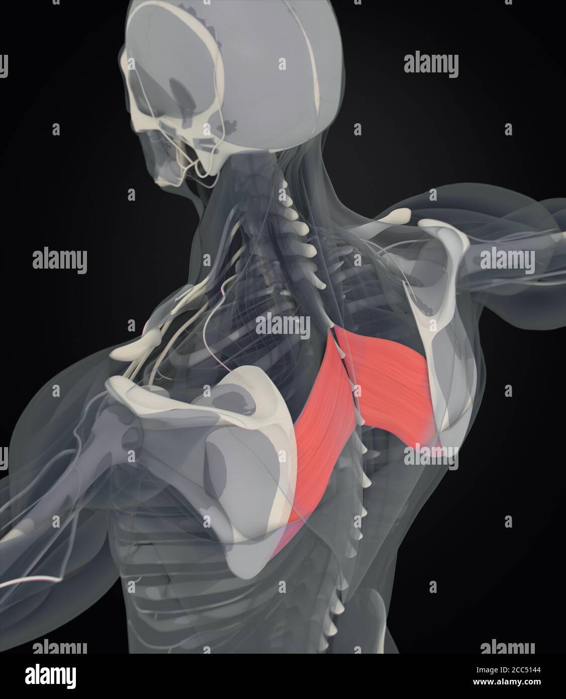 Anatomy illustration of Rhomboid Major.Human muscle body xray scan. 3D ...