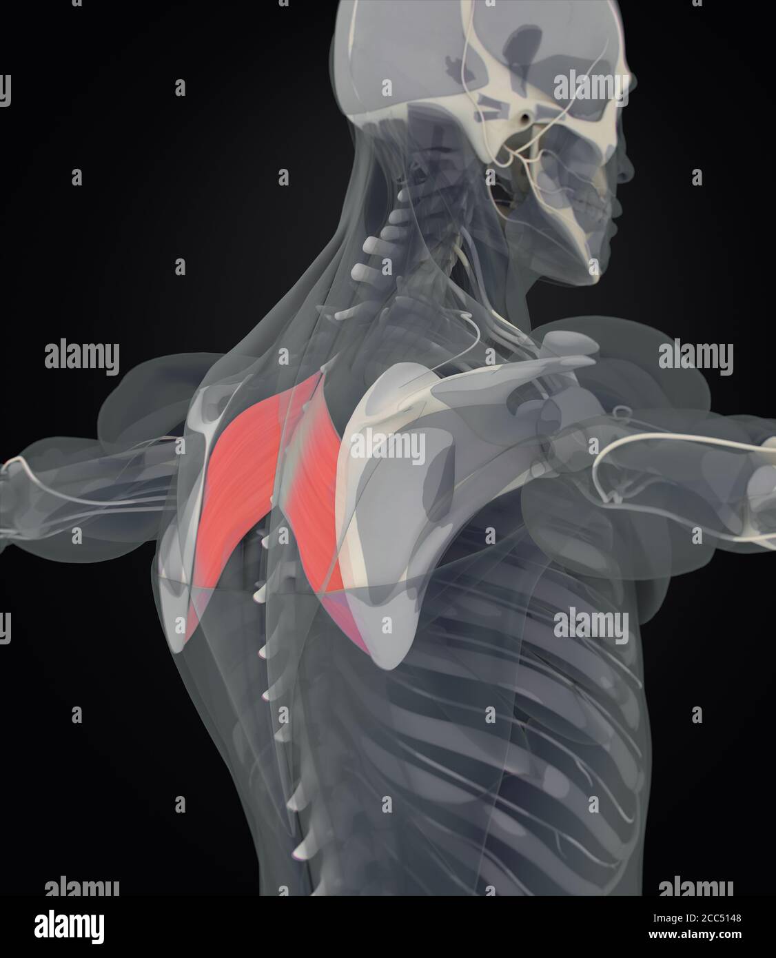 Anatomy illustration of Rhomboid Major.Human muscle body xray scan. 3D ...
