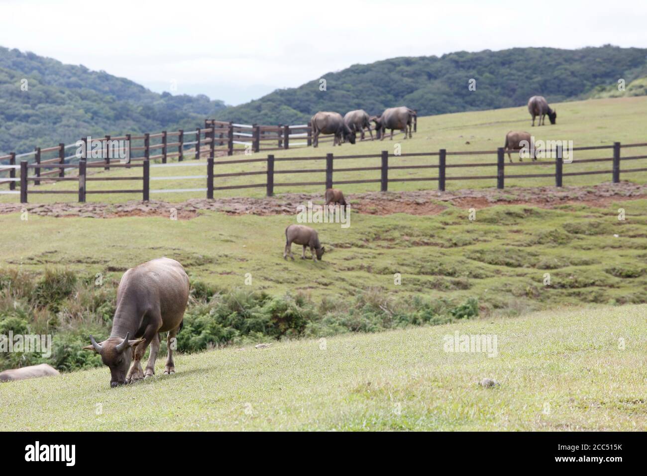 Wild cows in Qingtiangang, Taipei, Taiwan Stock Photo - Alamy