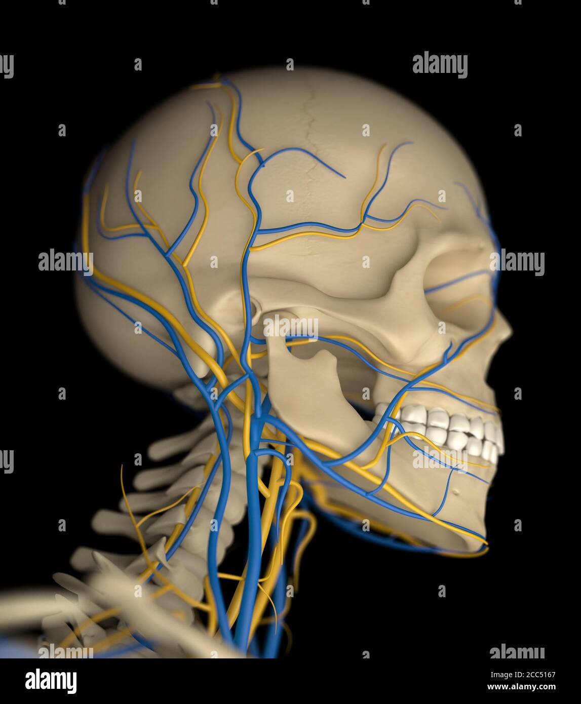 Anatomy illustration of human skeleton, skull, head, 3d illustration ...