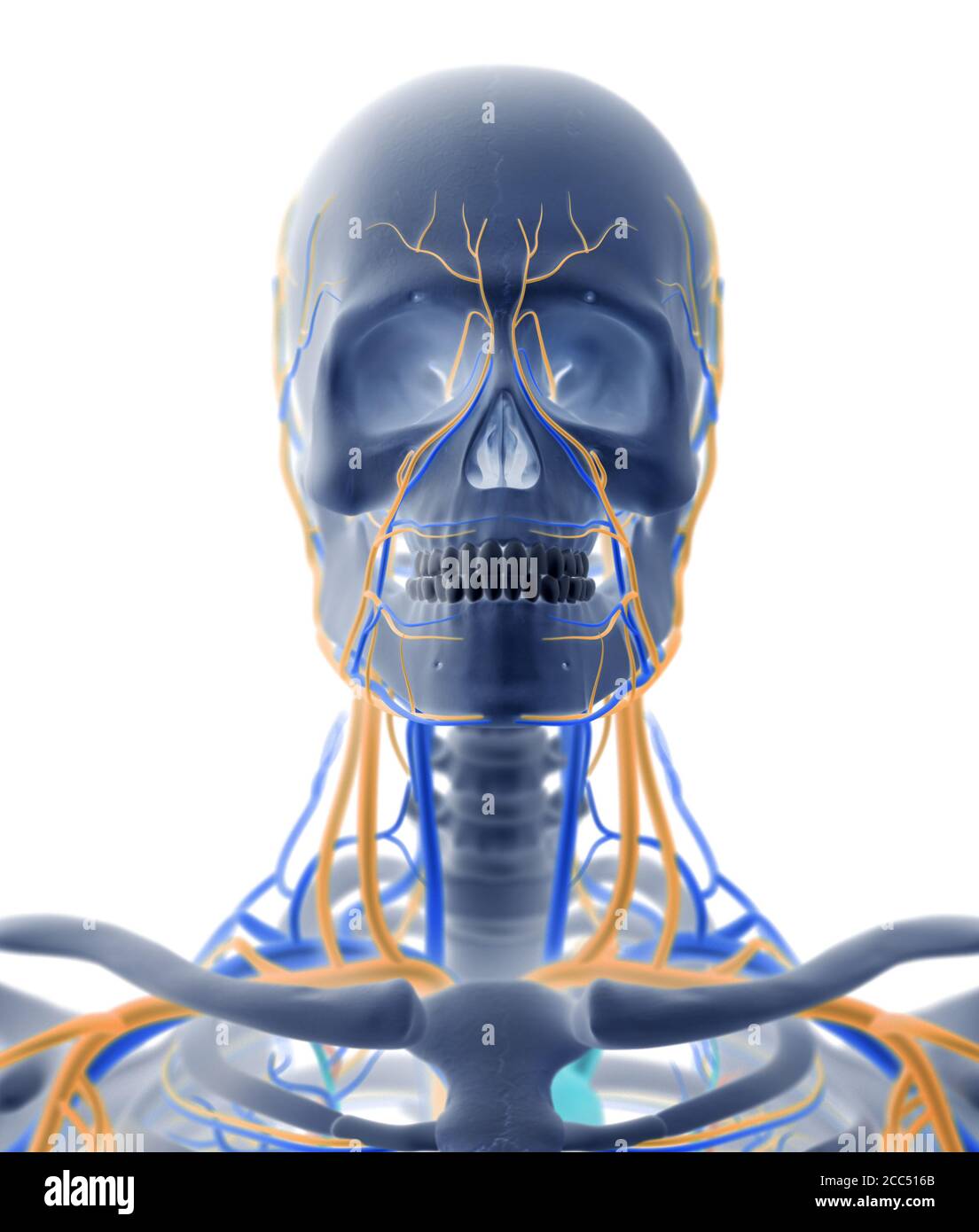 Anatomy illustration of human skeleton, skull, head, 3d illustration ...