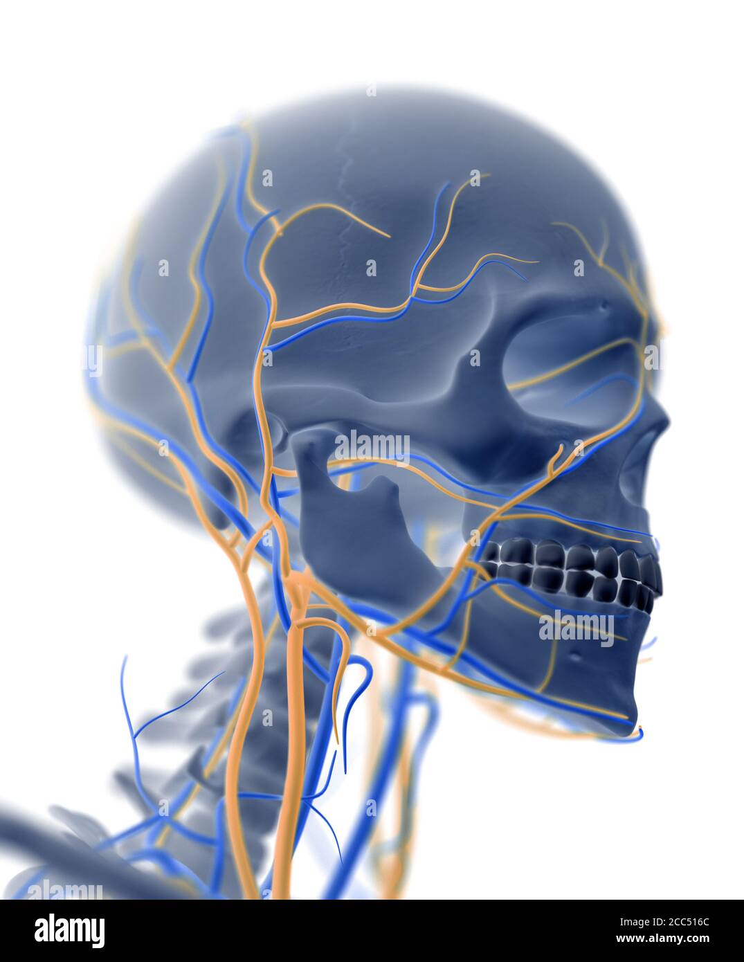 Anatomy illustration of human skeleton, skull, head, 3d illustration ...