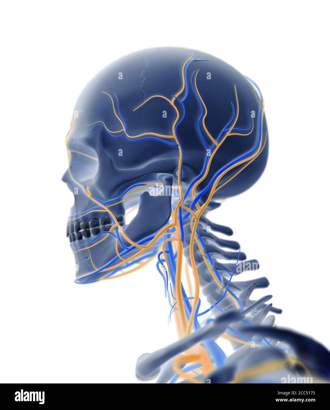 Anatomy illustration of human skeleton, skull, head, 3d illustration ...
