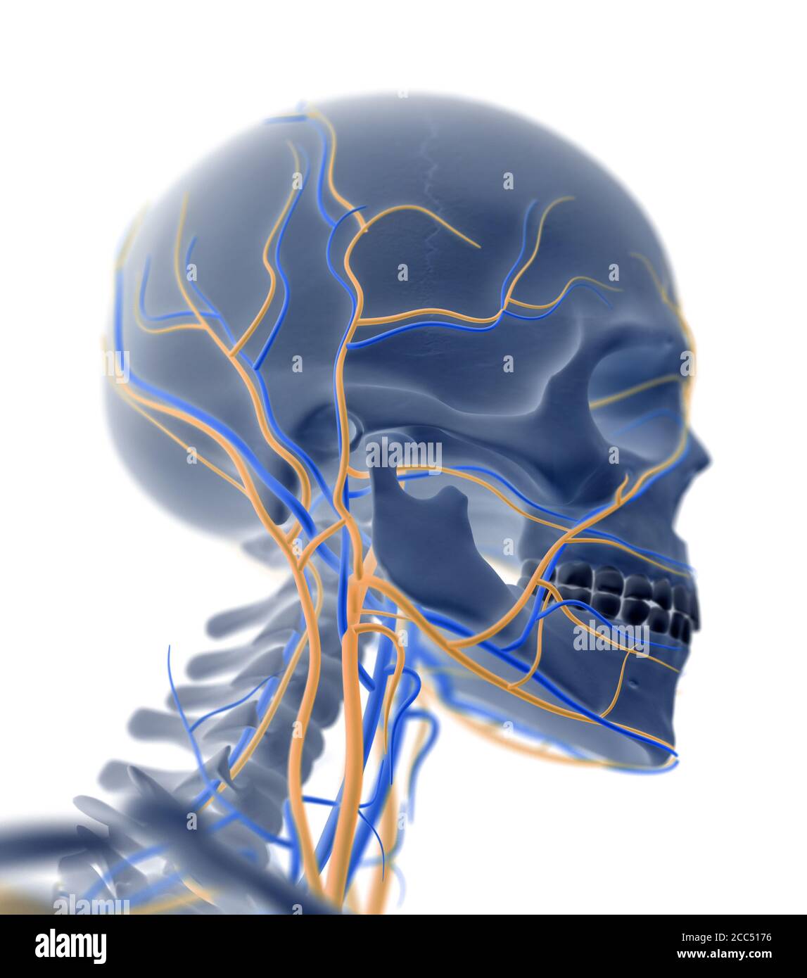 Anatomy illustration of human skeleton, skull, head, 3d illustration ...